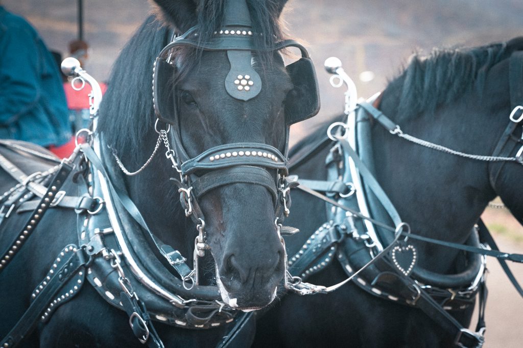 Flying W Ranch – Flying W Ranch | Chuckwagon Dinner Show | Flying W ...